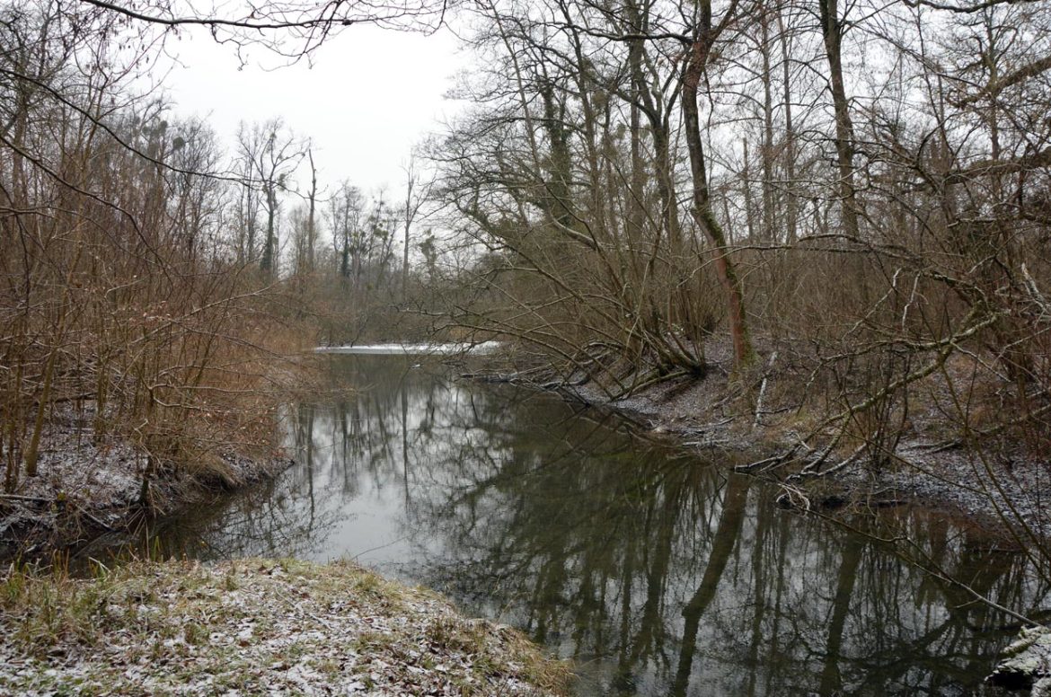 La Réserve Naturelle d'Offendorf - Alsarando